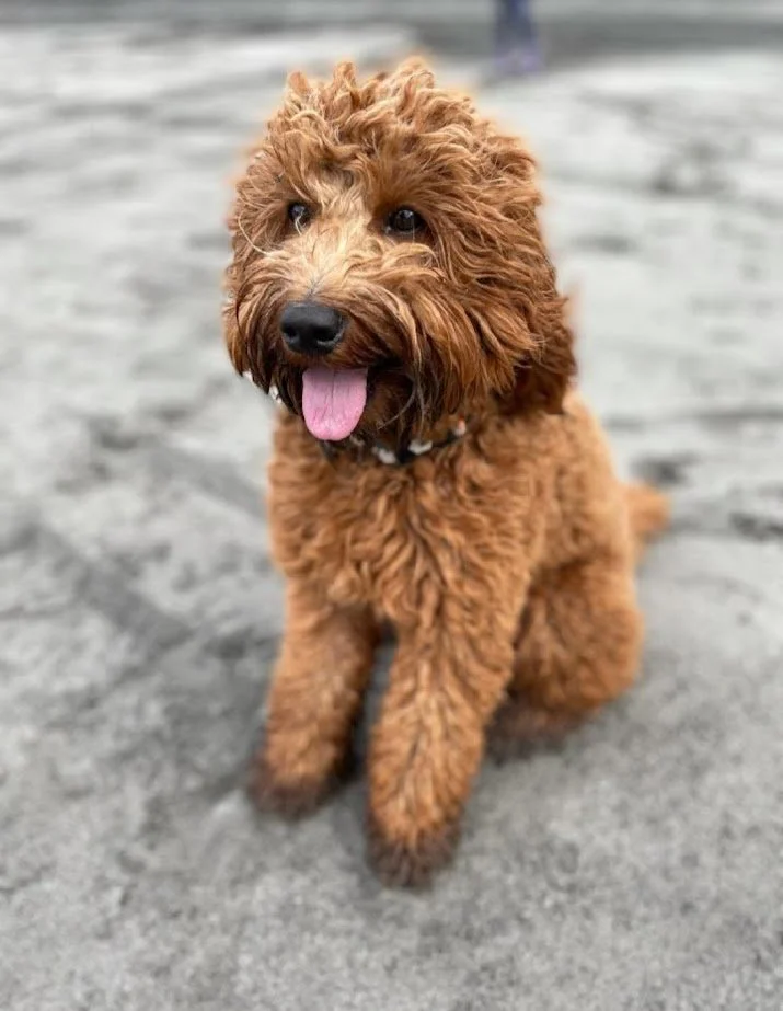 Available Labradoodle Puppies — Bayside Australian Labradoodles