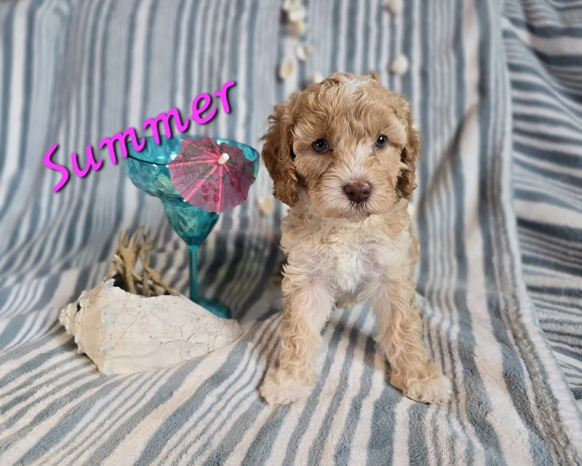 Available Labradoodle Puppies — Bayside Australian Labradoodles