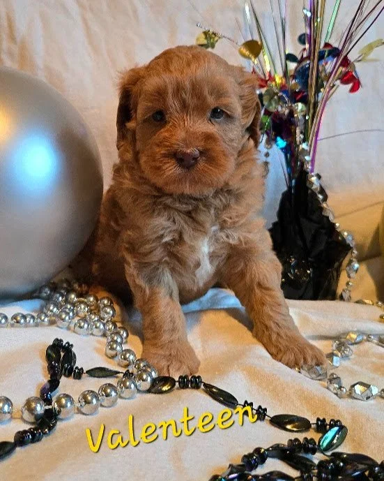 Available Labradoodle Puppies — Bayside Australian Labradoodles