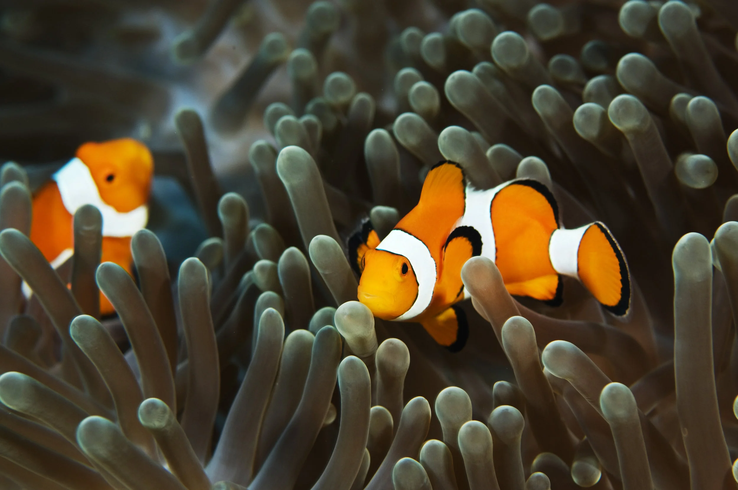 Clownfish Nemo
