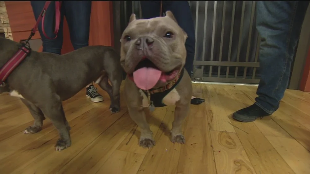 Norcal Bully Breed Rescue
