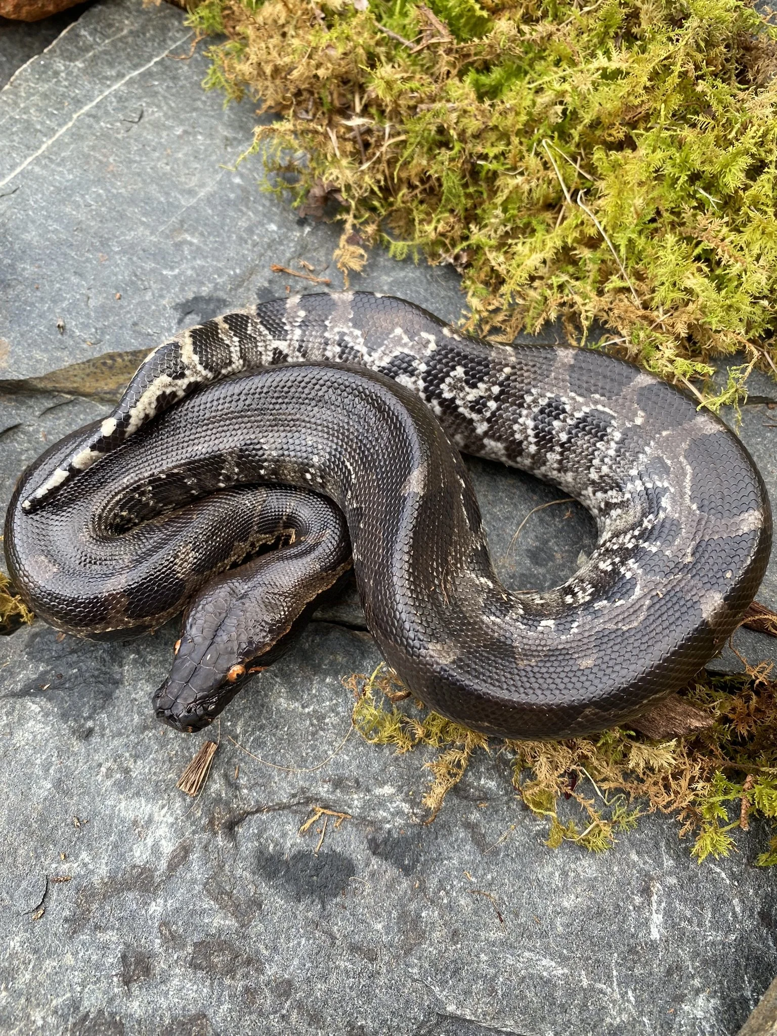 Available — Hardin Herpetologica