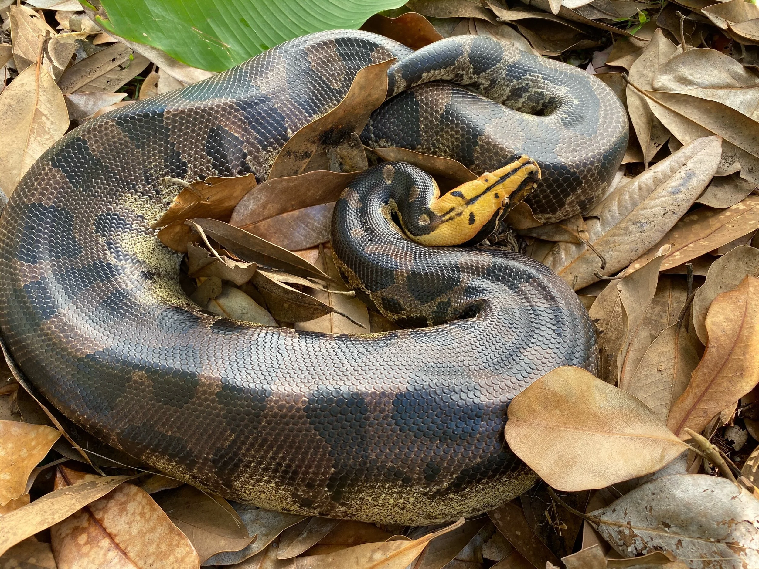 Blood & Short Tailed Python Grid — Hardin Herpetologica