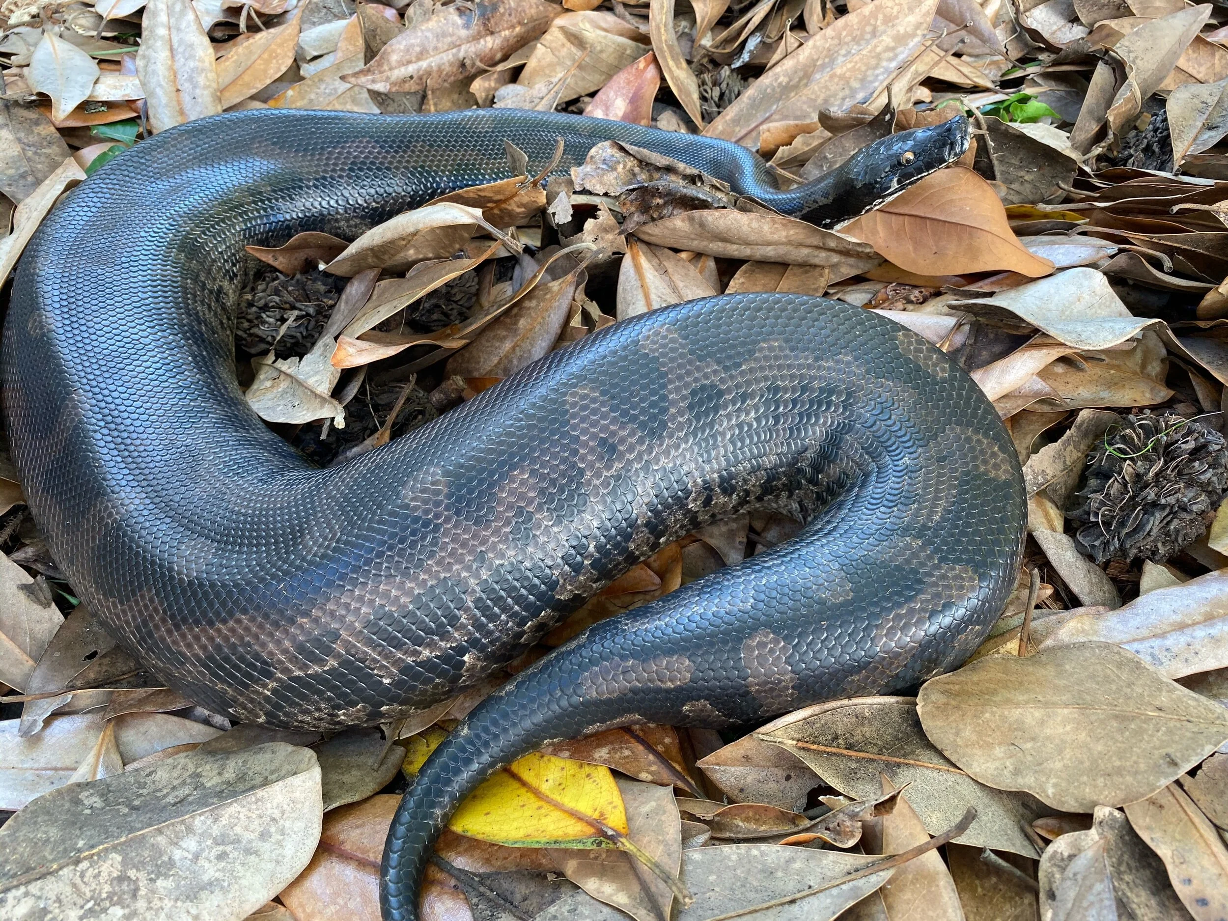 Blood & Short Tailed Python Grid — Hardin Herpetologica