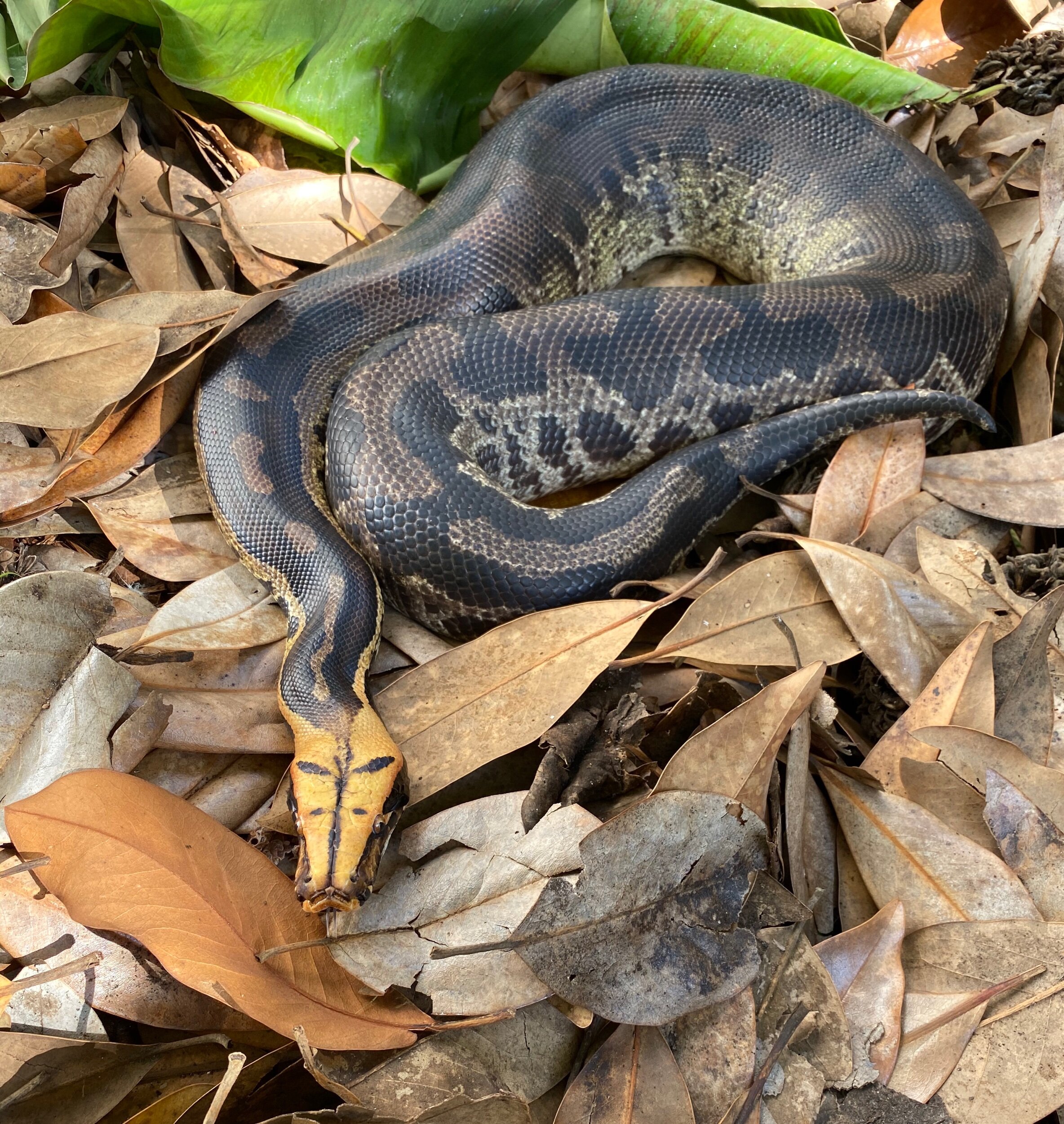 Blood & Short Tailed Python Grid — Hardin Herpetologica