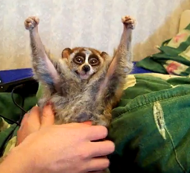 Sad Slow Loris