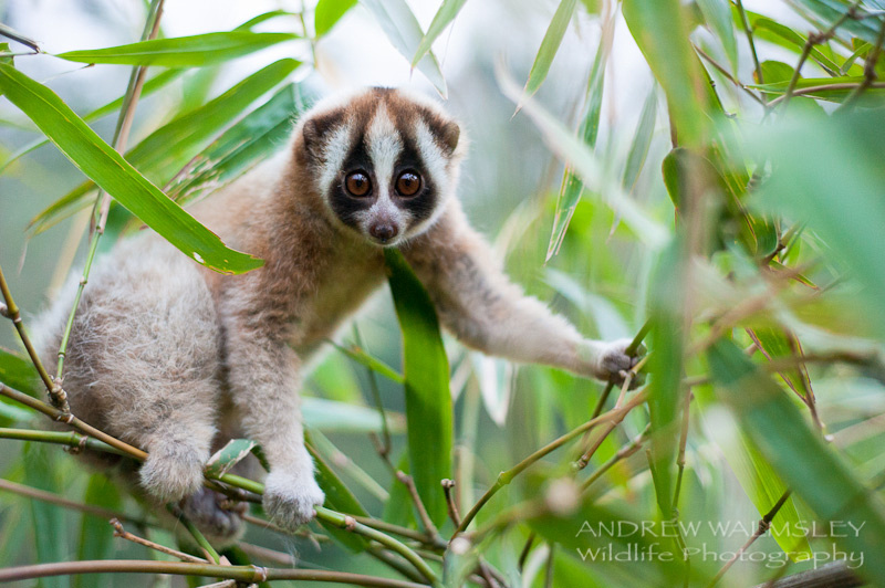 Slow Loris Eating Banana