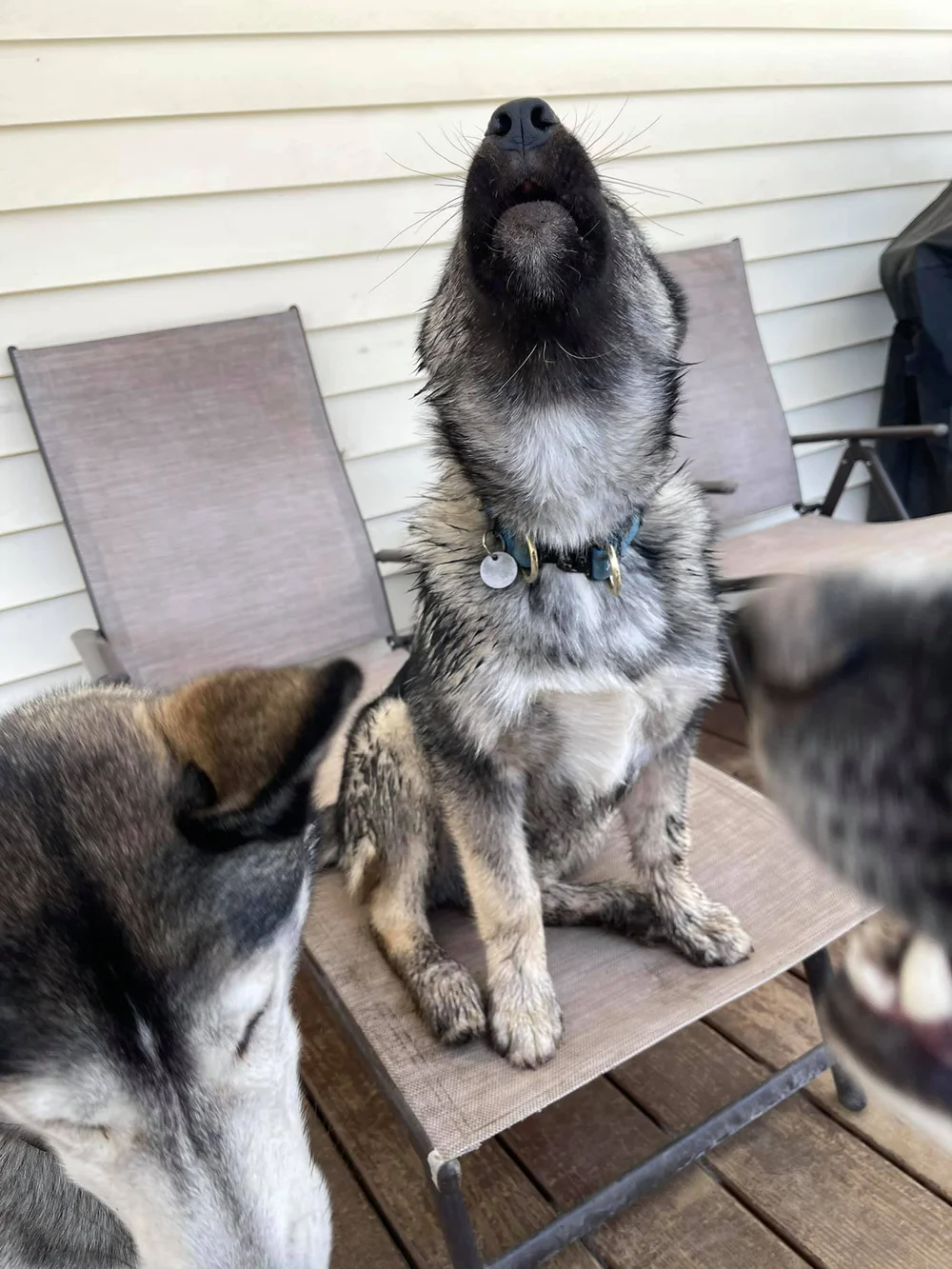 Can Half Sibling Dogs Breed