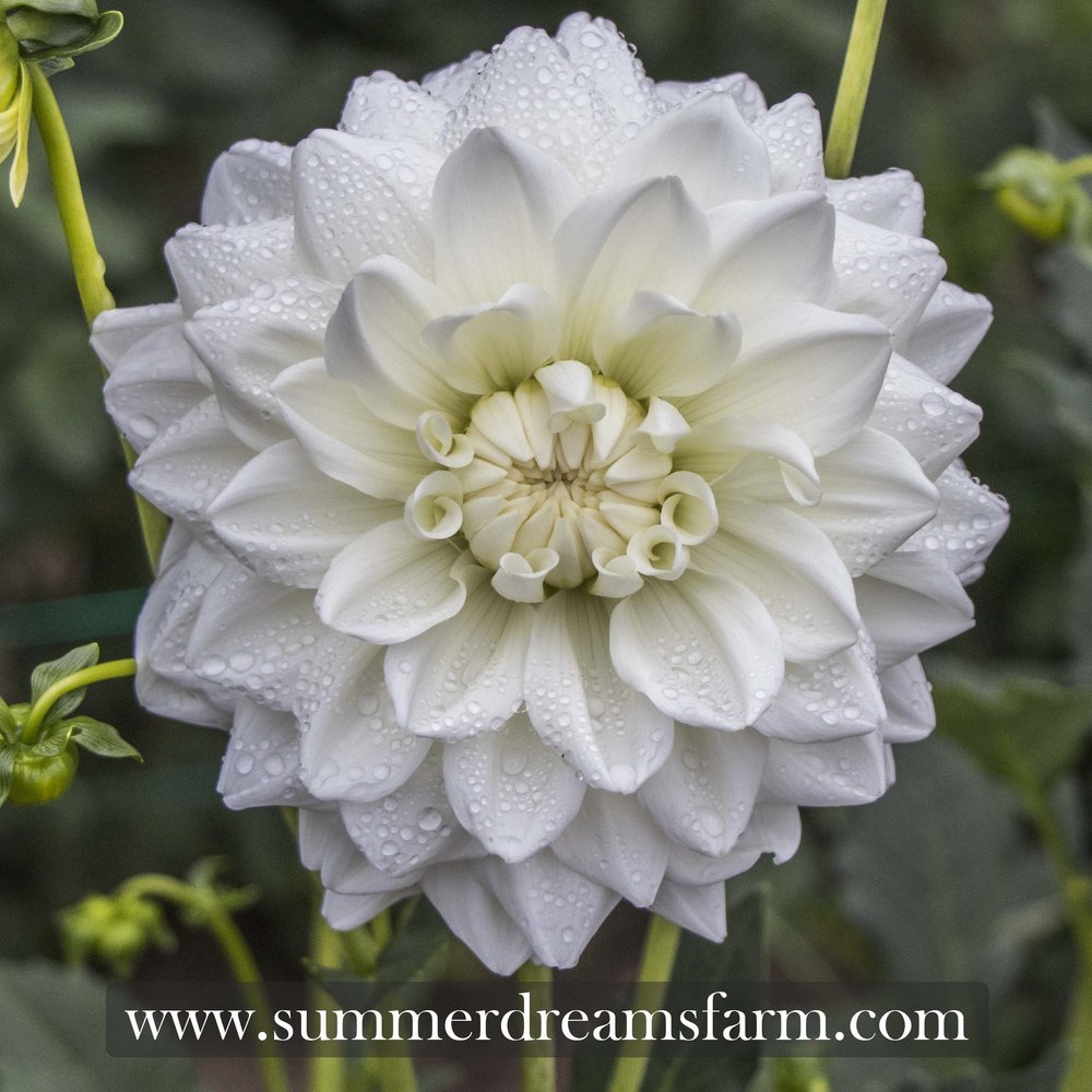 Lady Of The Dahlias