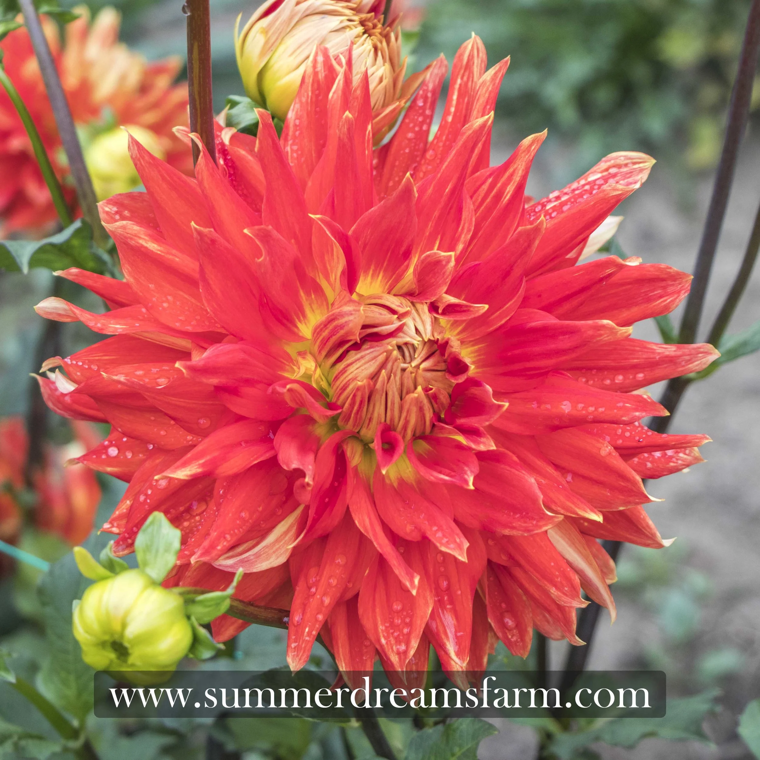 Dahlias by Color - Red — Dahlia | SummerDreamsFarm