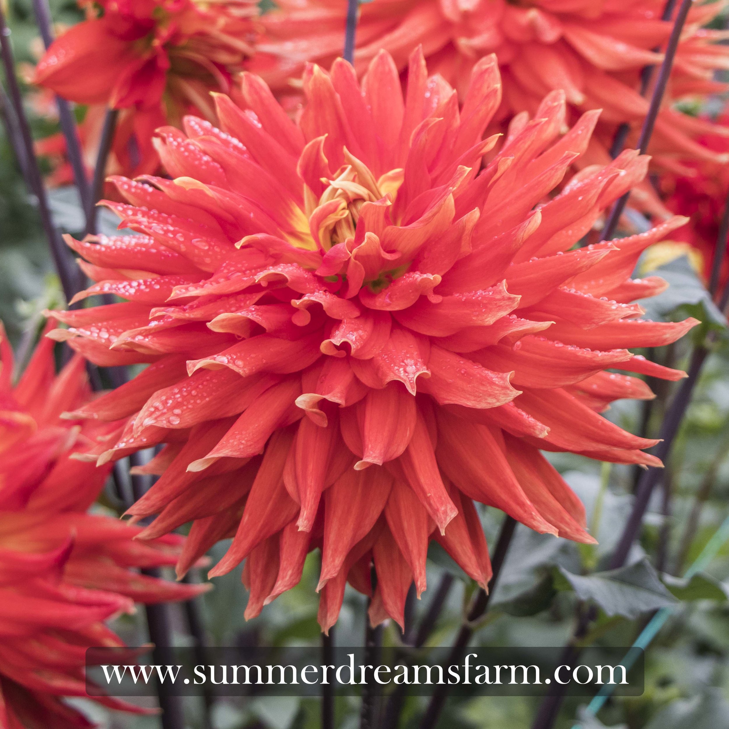 Dahlia Wyn s Cinnabar Dahlia SummerDreamsFarm