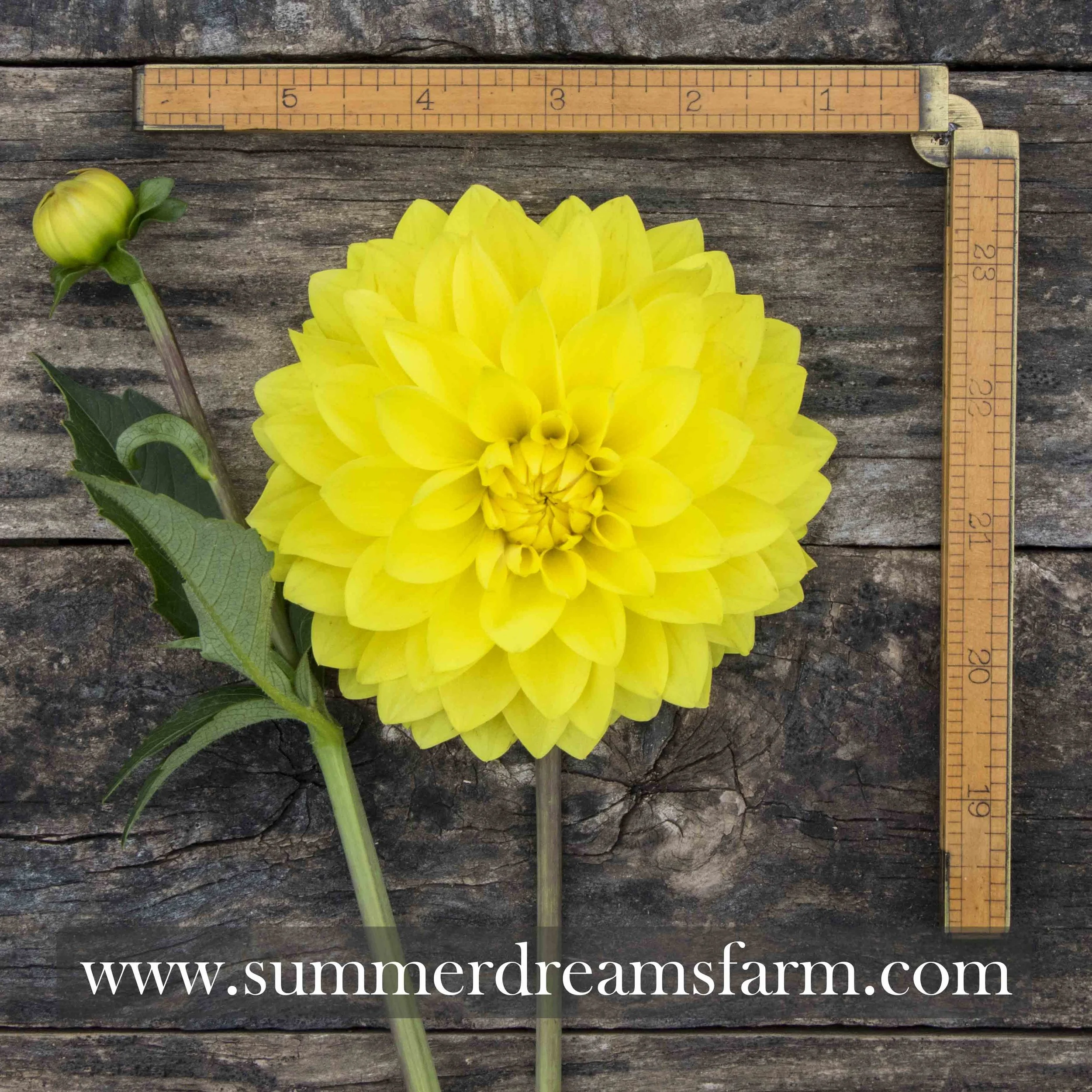 Yellow Toned Dahlias — Dahlia | SummerDreamsFarm