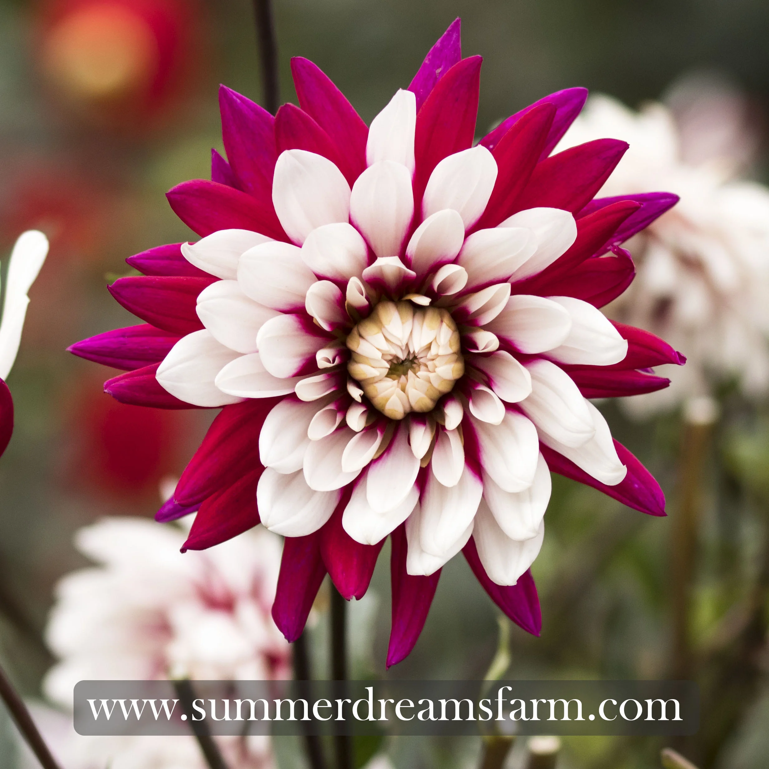 Dahlia - Rebecca's World — Dahlia | SummerDreamsFarm