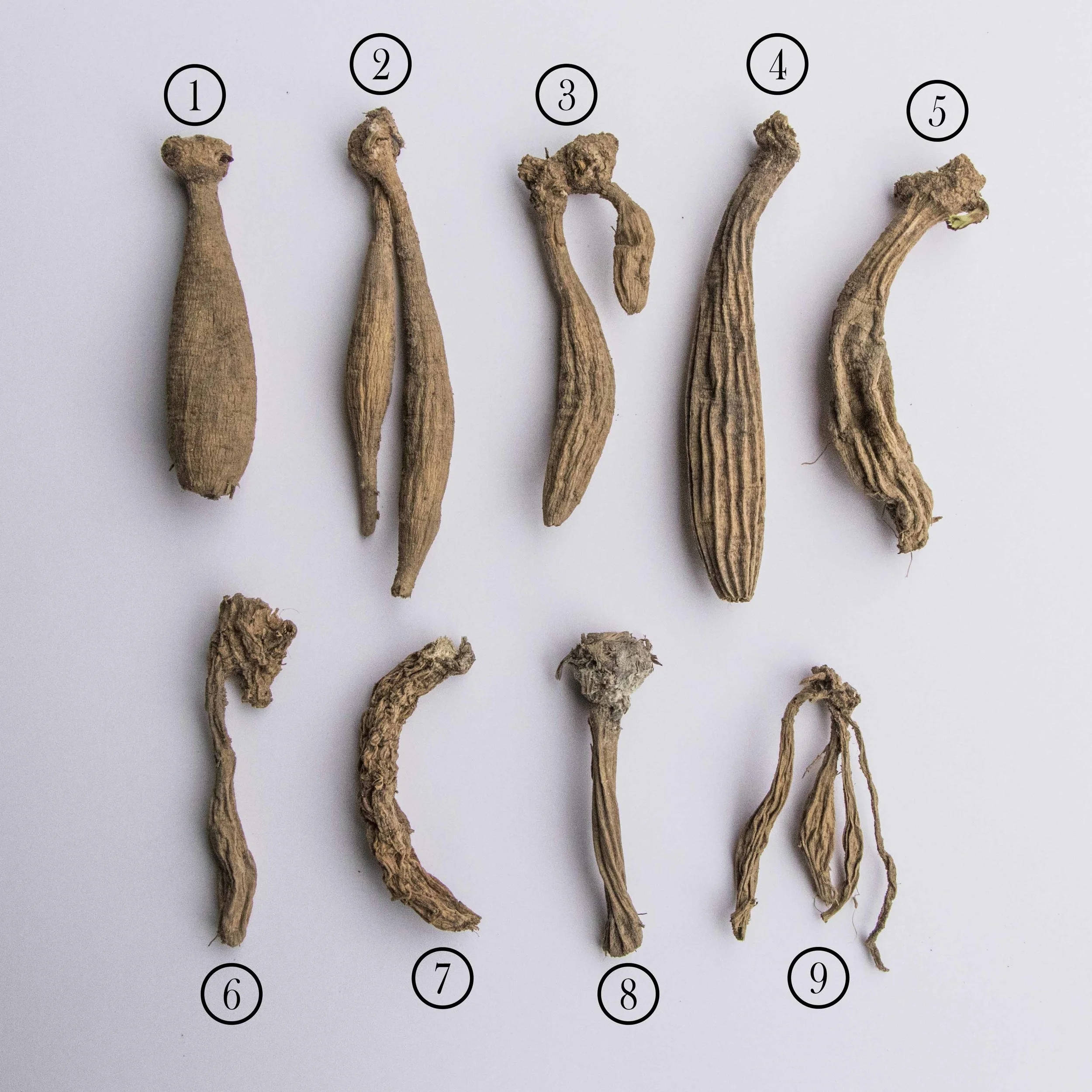 Dahlia Tuber and Splitting Guide — Dahlia | SummerDreamsFarm