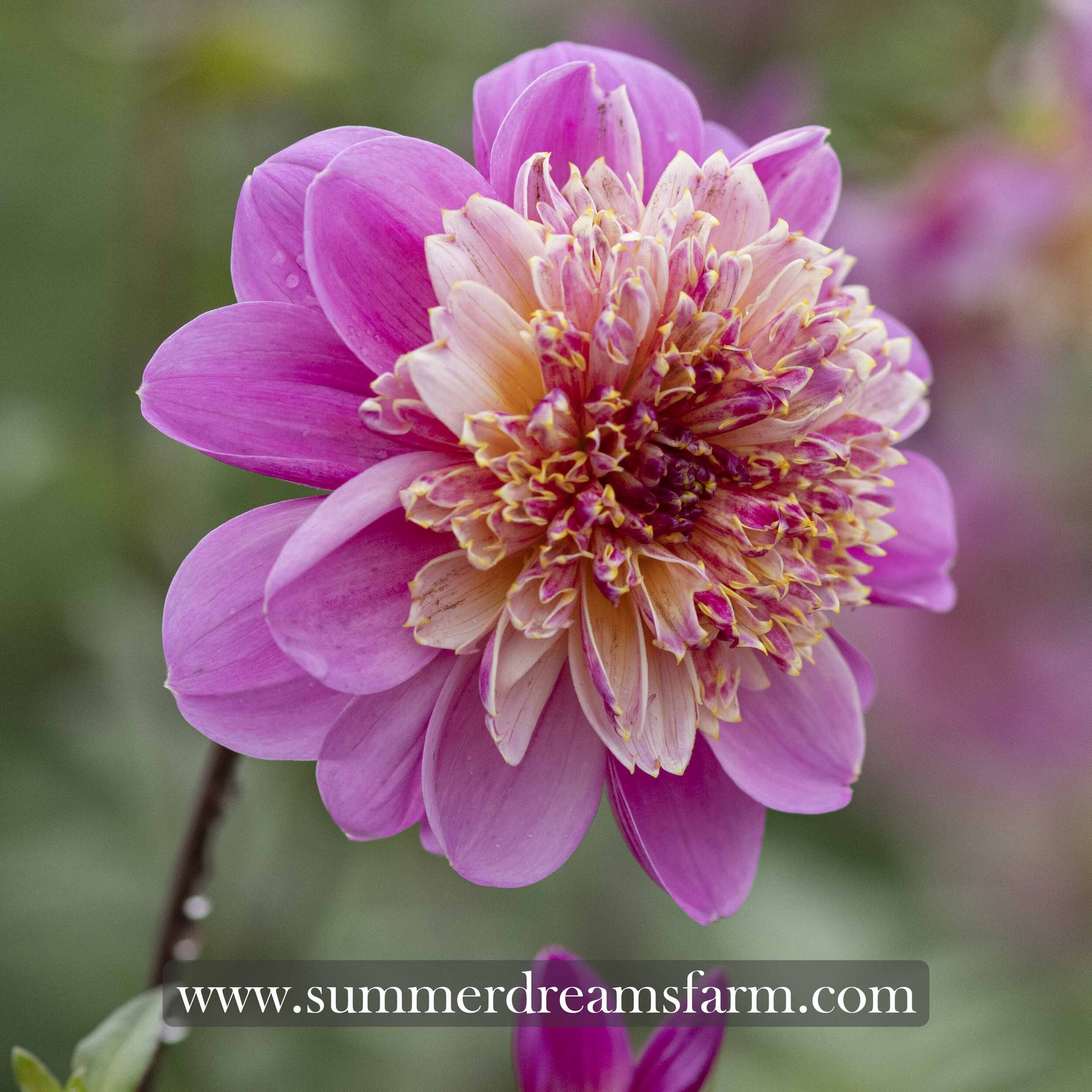 Dahlia - Take Off — Dahlia | SummerDreamsFarm