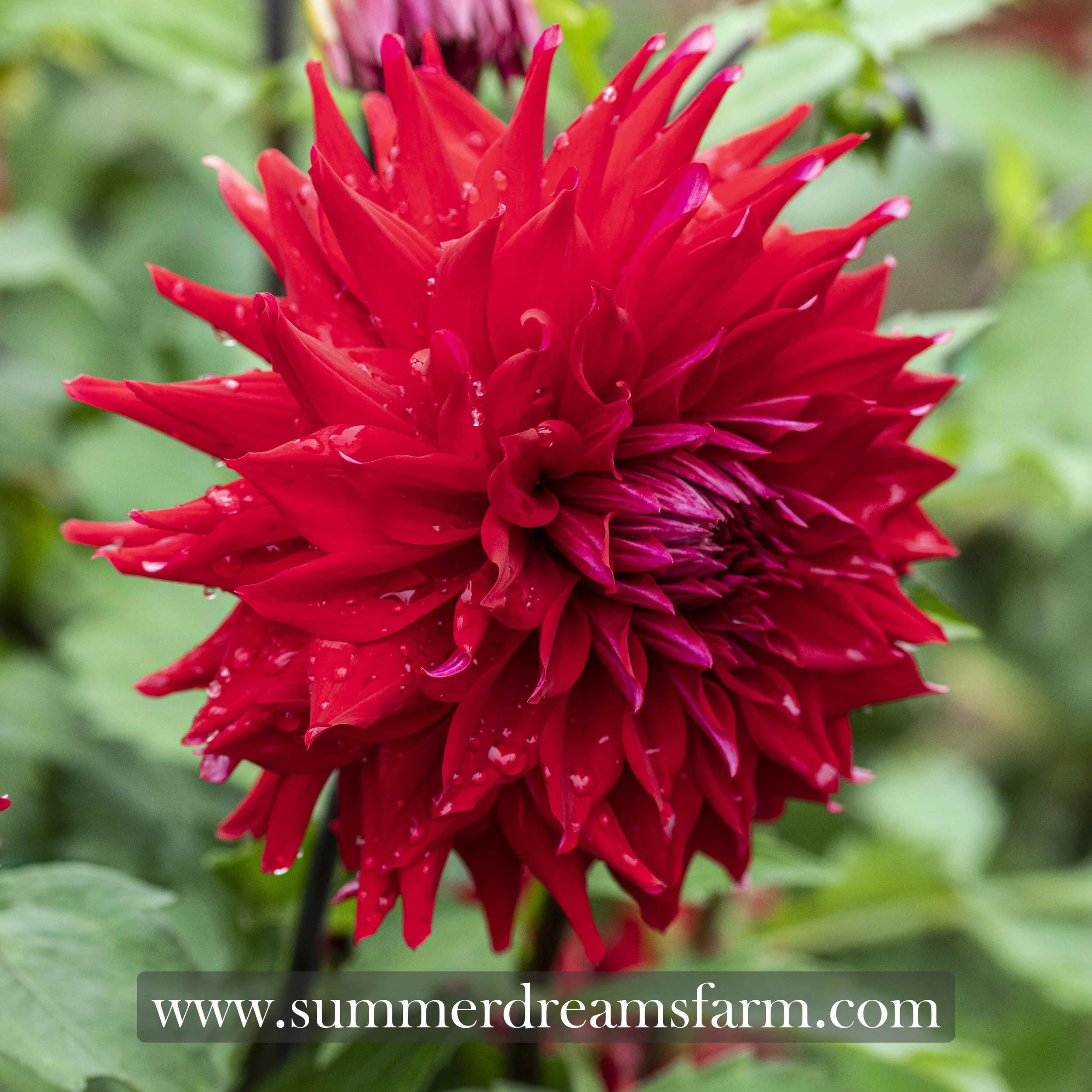 Dahlia - Zapf's Desert Storm — Dahlia | SummerDreamsFarm
