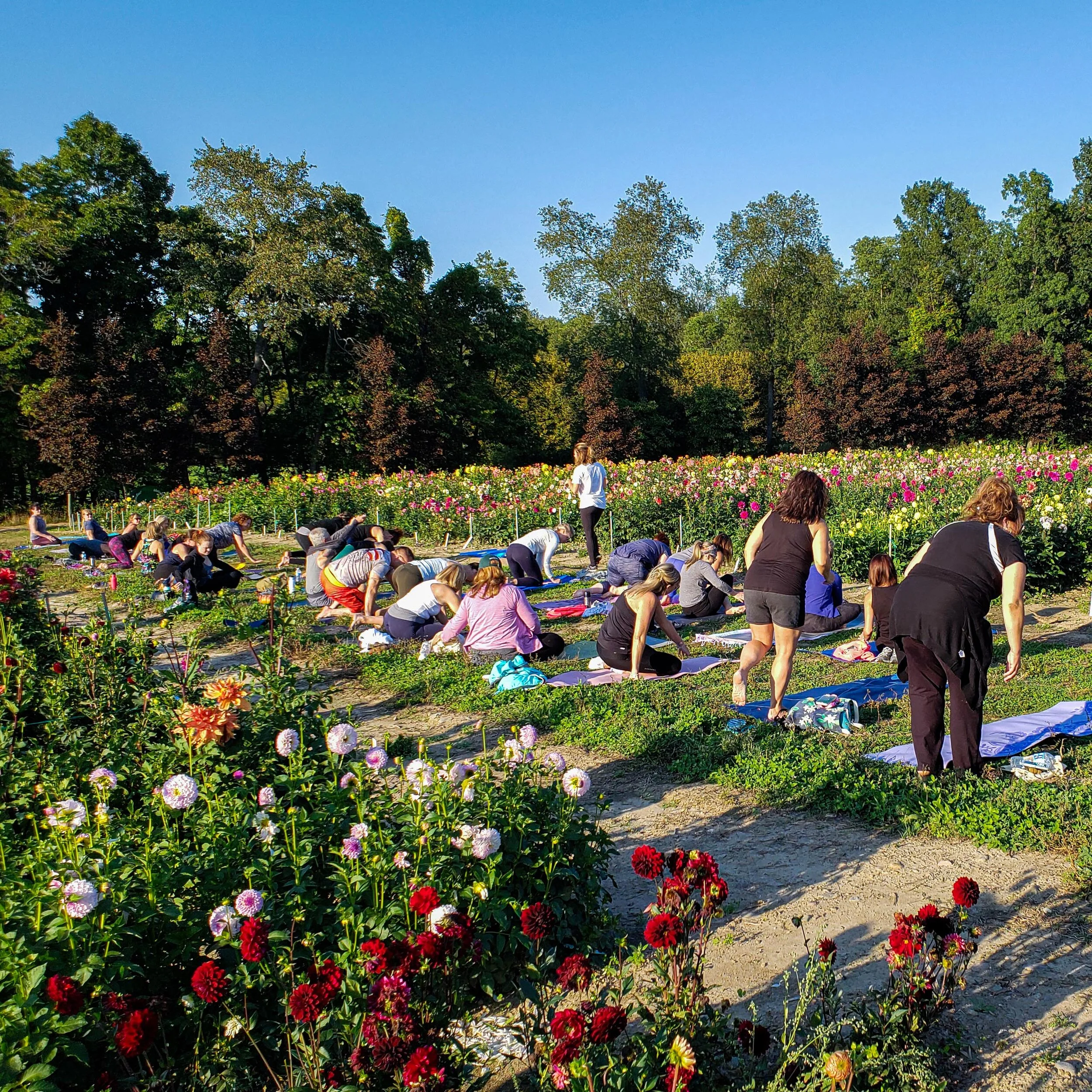 Yoga on the Farm — Dahlia | SummerDreamsFarm