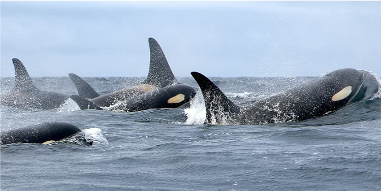 Rights for the Southern Resident Killer Whales — Earth Law Center