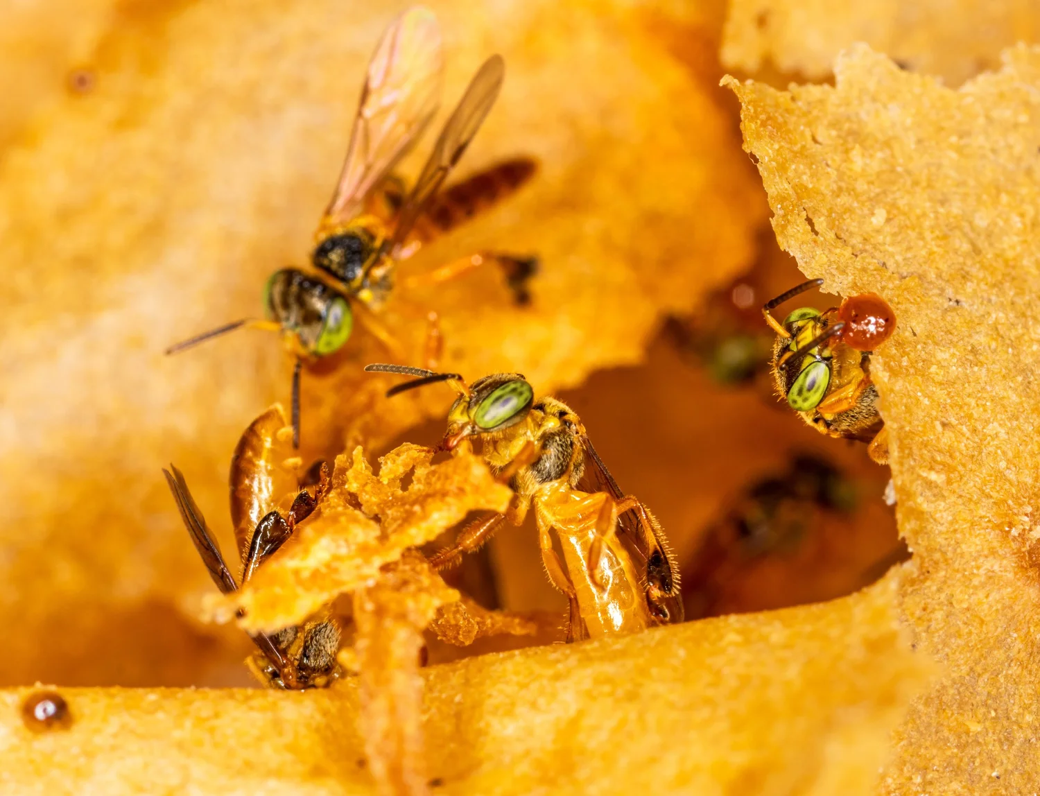 Stingless Bees in Peru | Protecting Pollinators’ Legal Rights — Earth ...