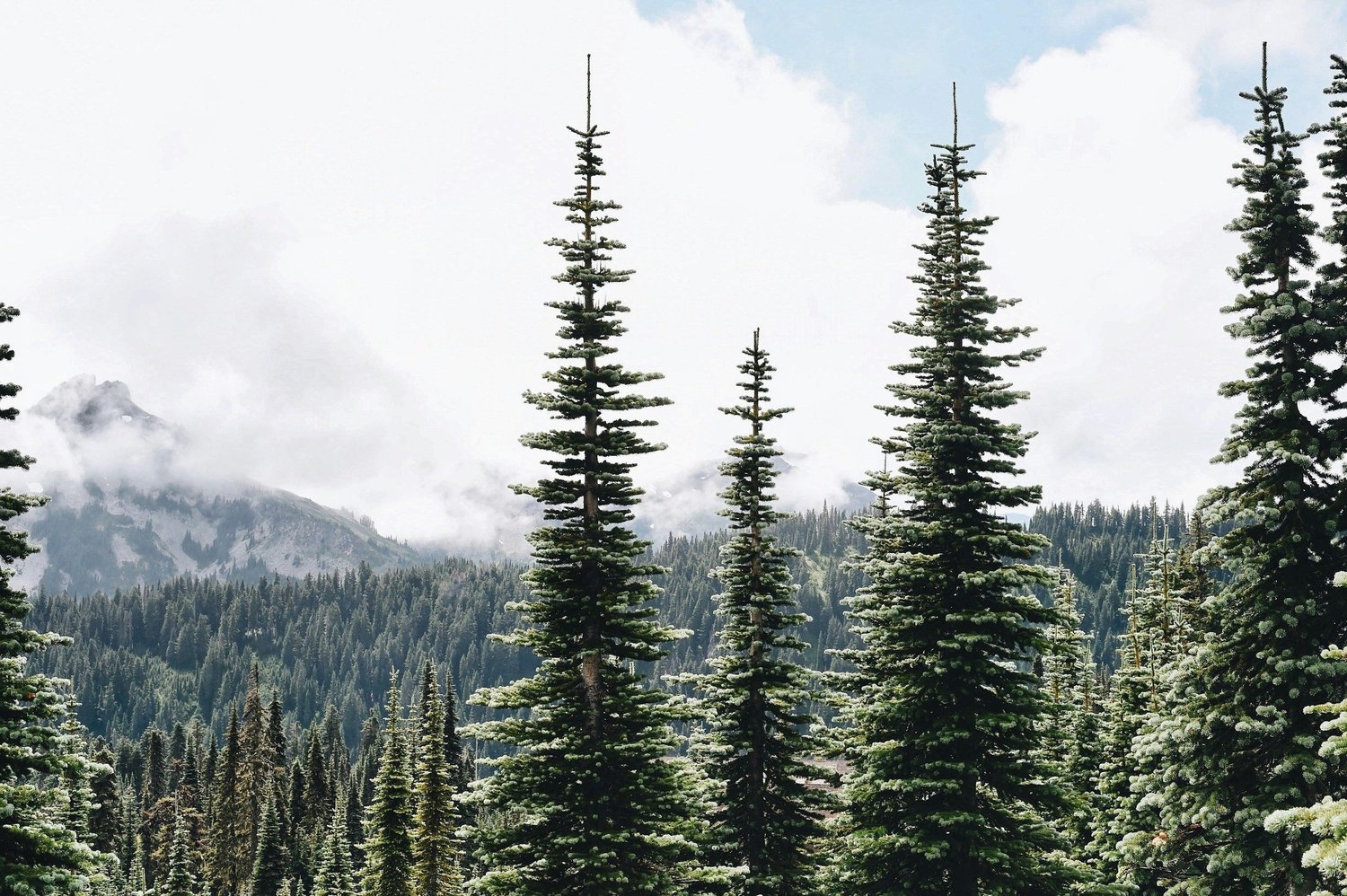 Cascadia Bioregion | Nature Laws For Elwha Restoration — Earth Law Center