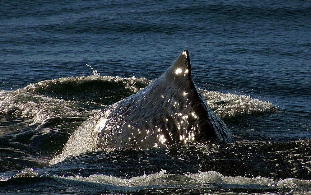 Polynesia Advances Whale Personhood in Legal Frameworks — Earth Law Center