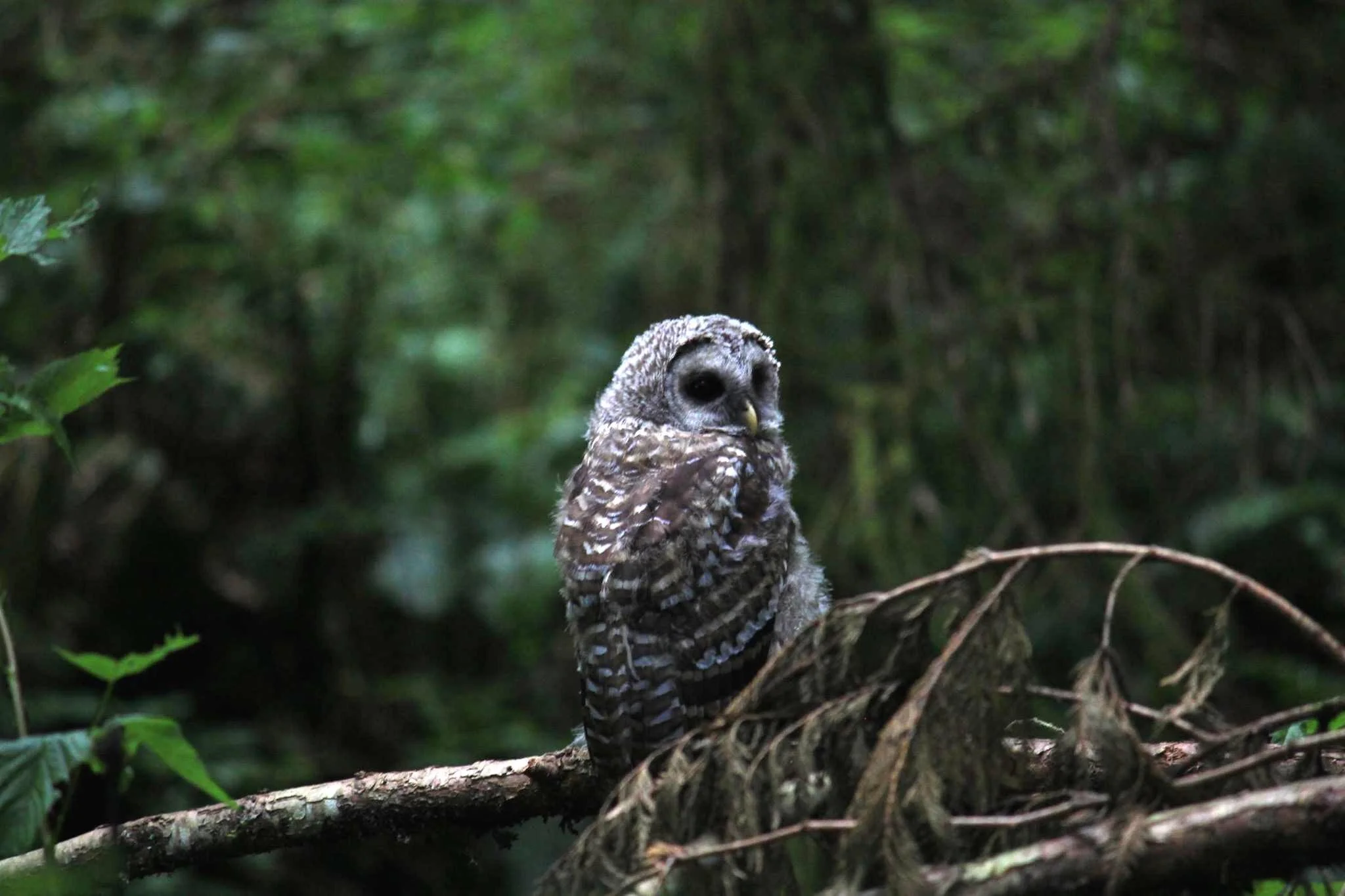 The Controversial Plan to Kill Half a Million Barred Owls — Earth Law ...