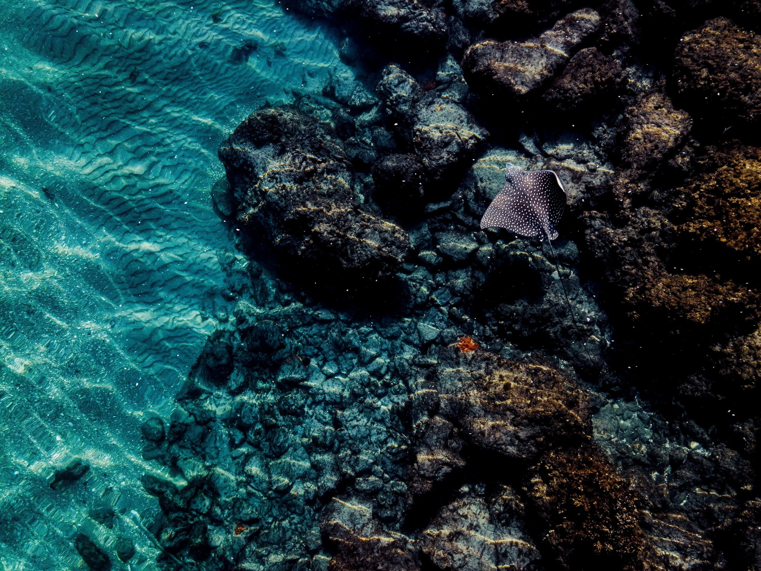 Ocean Program | Campaigns For Marine Protection — Earth Law Center