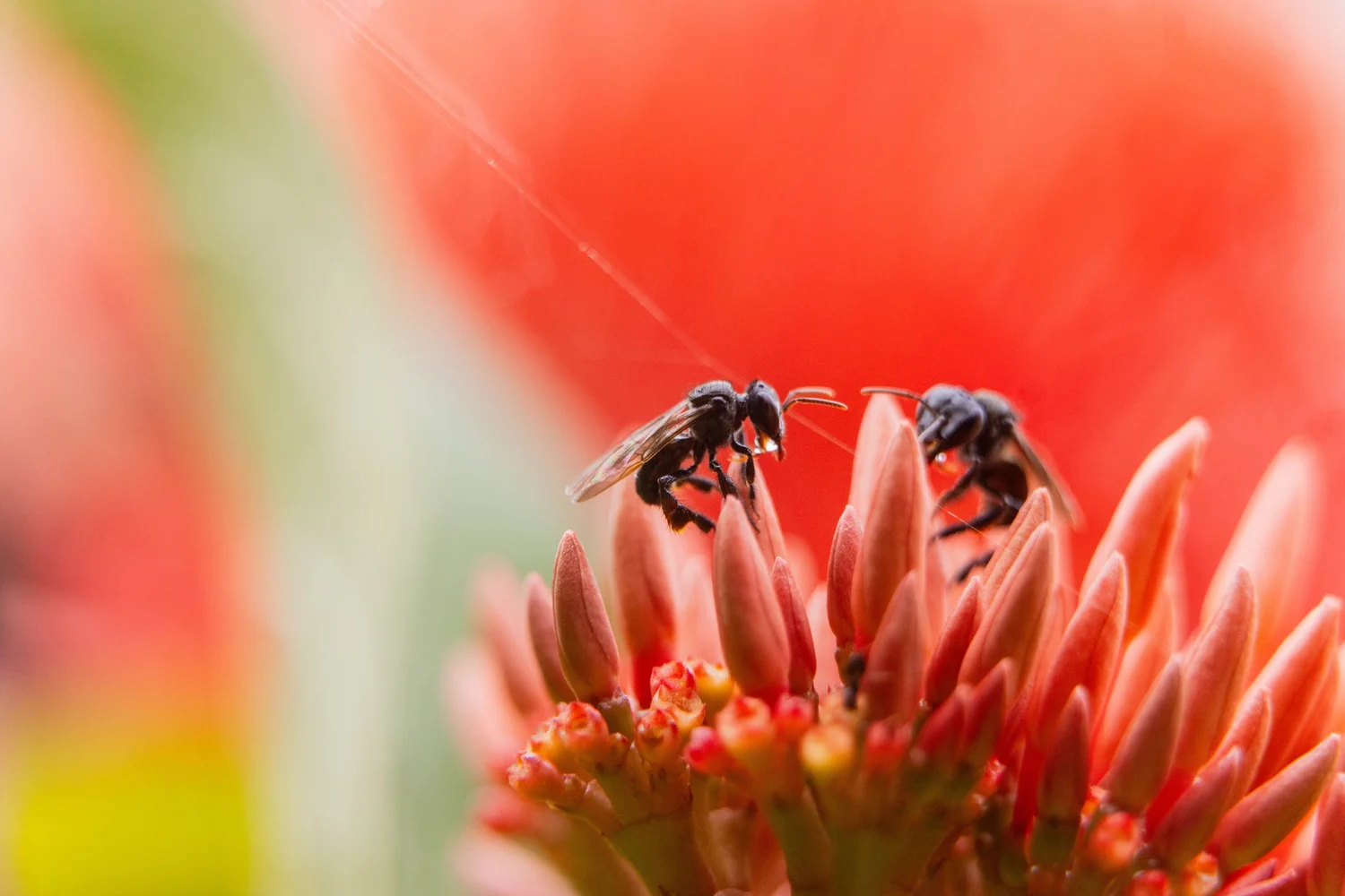Satipo Approves Historic Ordinance: In World First, An Insect Is ...