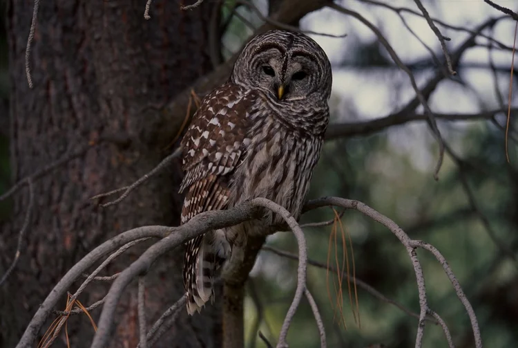 The Controversial Plan to Kill Half a Million Barred Owls — Earth Law ...