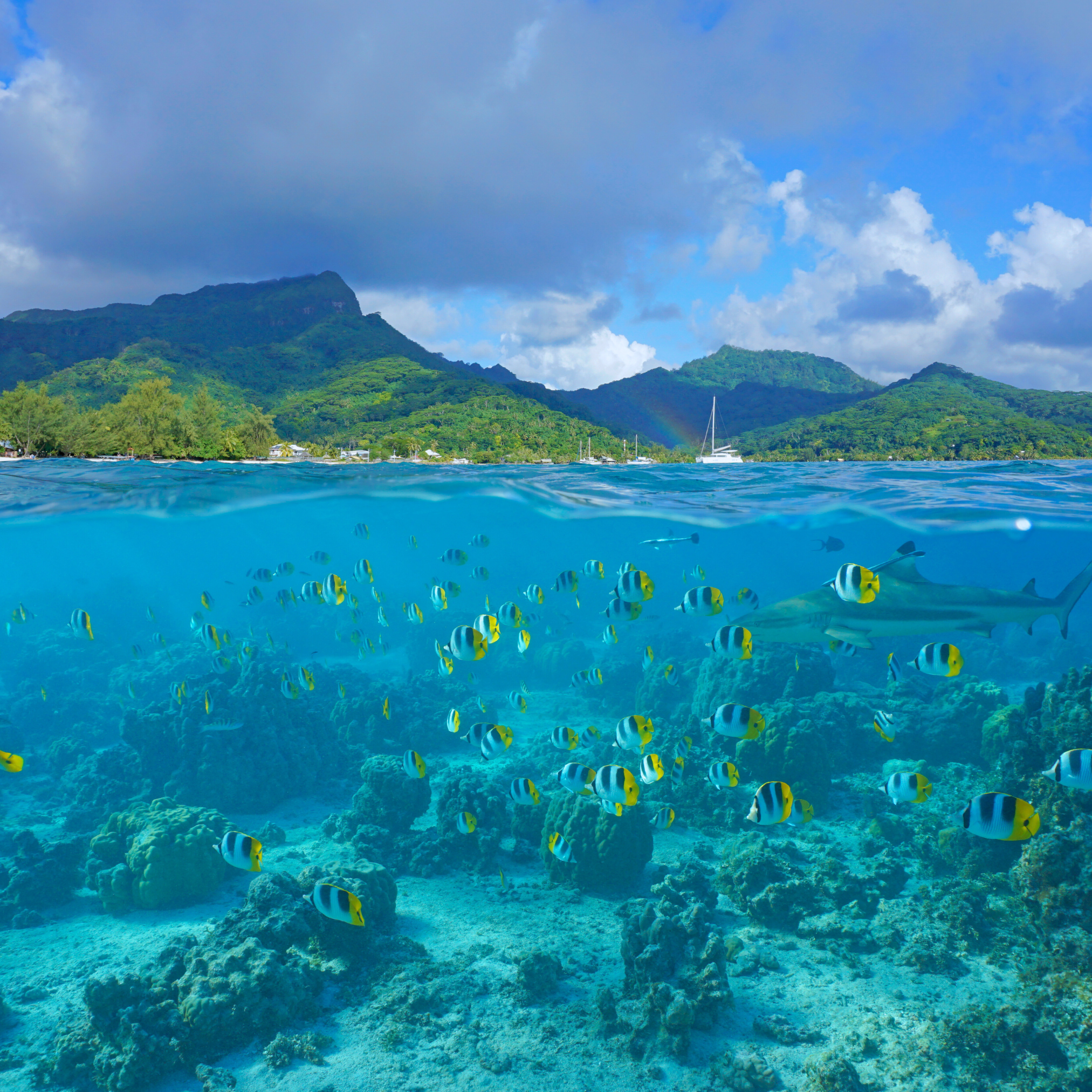 Ocean Program | Campaigns For Marine Protection — Earth Law Center