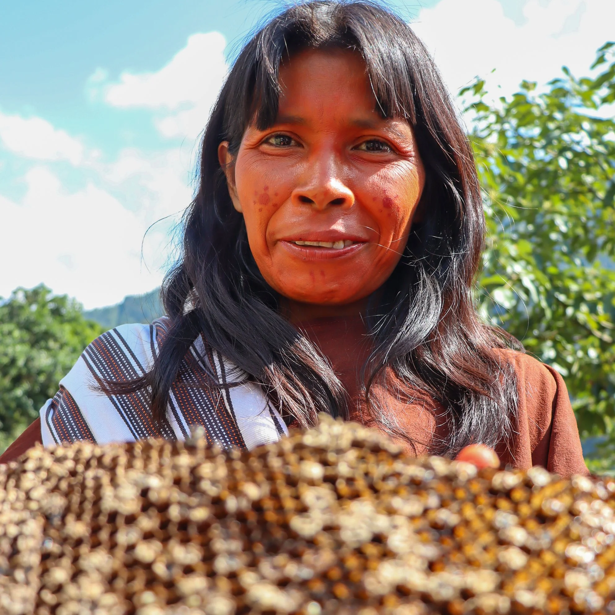 Stingless Bees in Peru | Protecting Pollinators’ Legal Rights — Earth ...