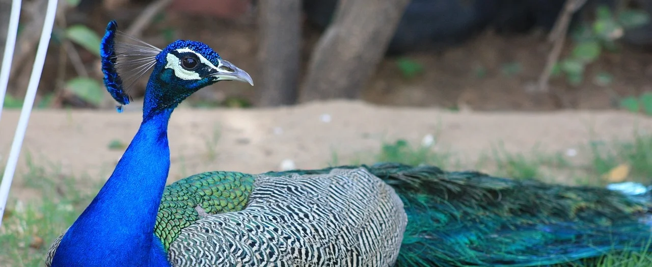 Raising Peafowl — Indiana State Poultry Association