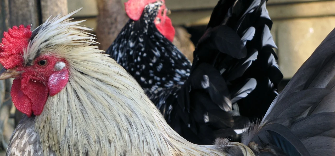 Indiana NPIP Exhibition Participation — Indiana State Poultry Association