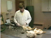 Module 3: Common Poultry Diseases and Prevention Methods — Indiana ...