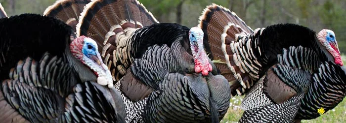 Raising Turkeys — Indiana State Poultry Association
