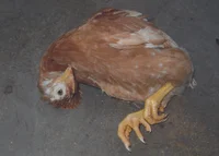 Module 3: Common Poultry Diseases and Prevention Methods — Indiana ...