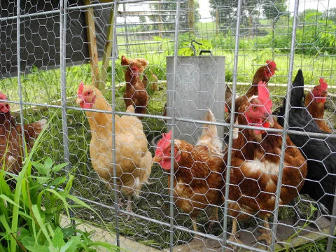 Module 3: Common Poultry Diseases and Prevention Methods — Indiana ...