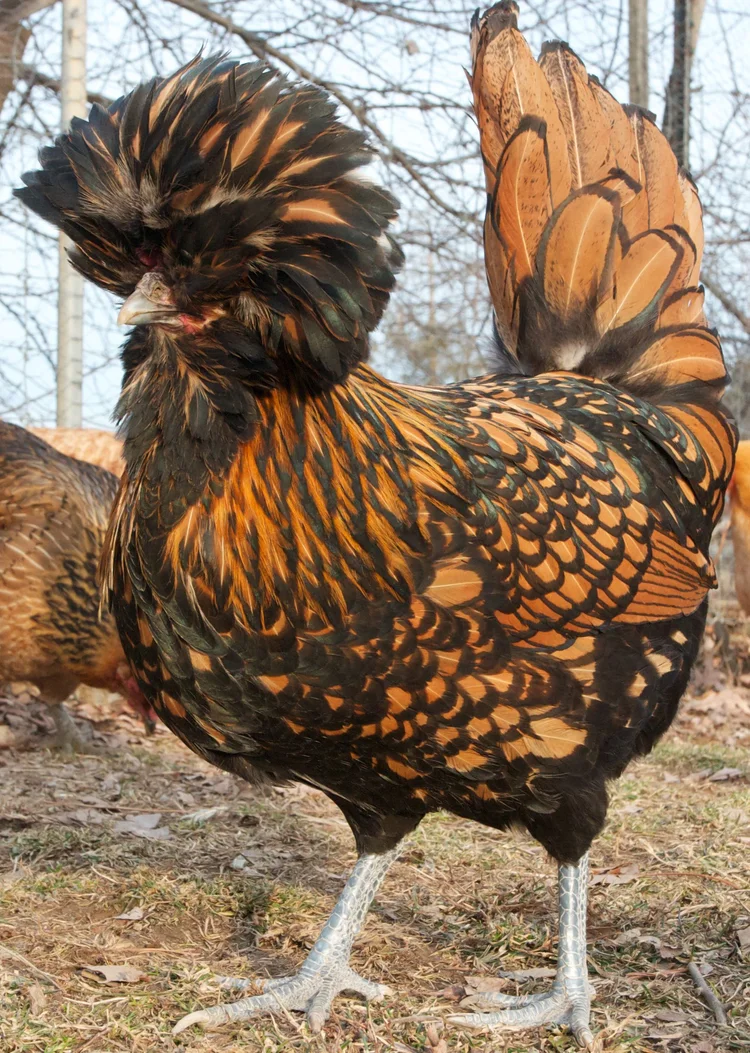 Module 5-B: Testing Poultry for Pullorum-Typhoid Disease — Indiana ...