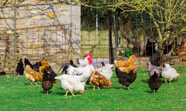 Raising Chickens — Indiana State Poultry Association