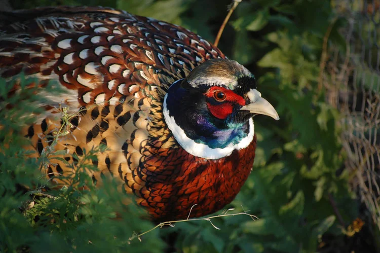 Raising Game Birds — Indiana State Poultry Association