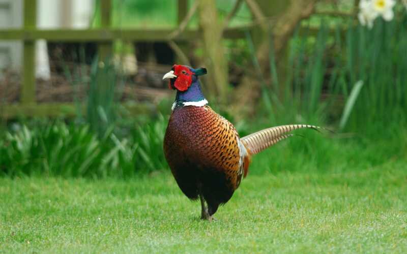 Raising Game Birds — Indiana State Poultry Association