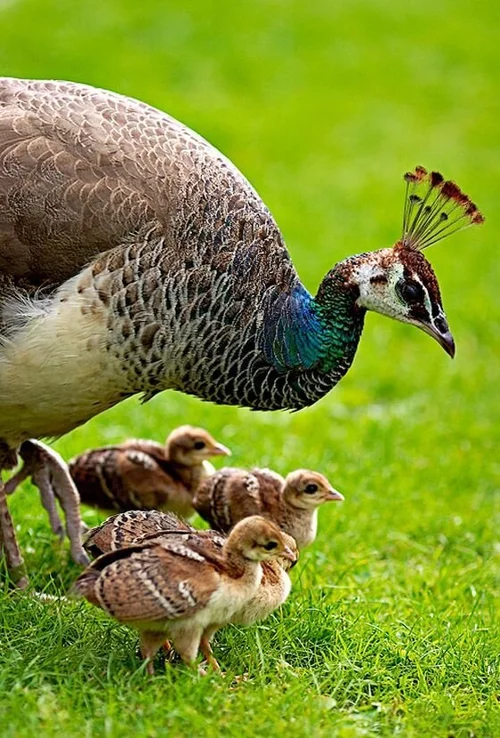 Raising Peafowl — Indiana State Poultry Association