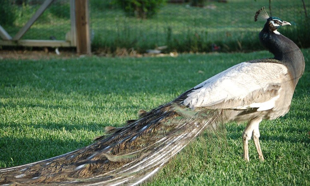 Raising Peafowl — Indiana State Poultry Association
