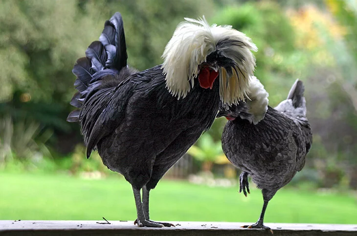 Poultry Glossary — Indiana State Poultry Association