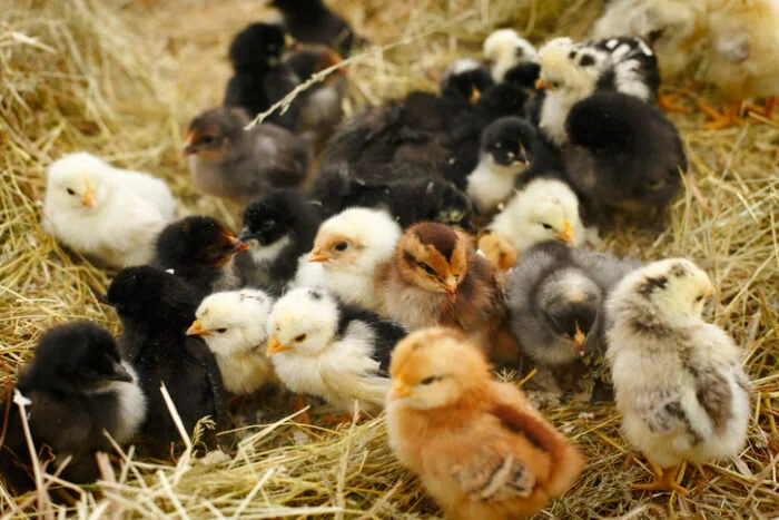 Poultry Glossary — Indiana State Poultry Association