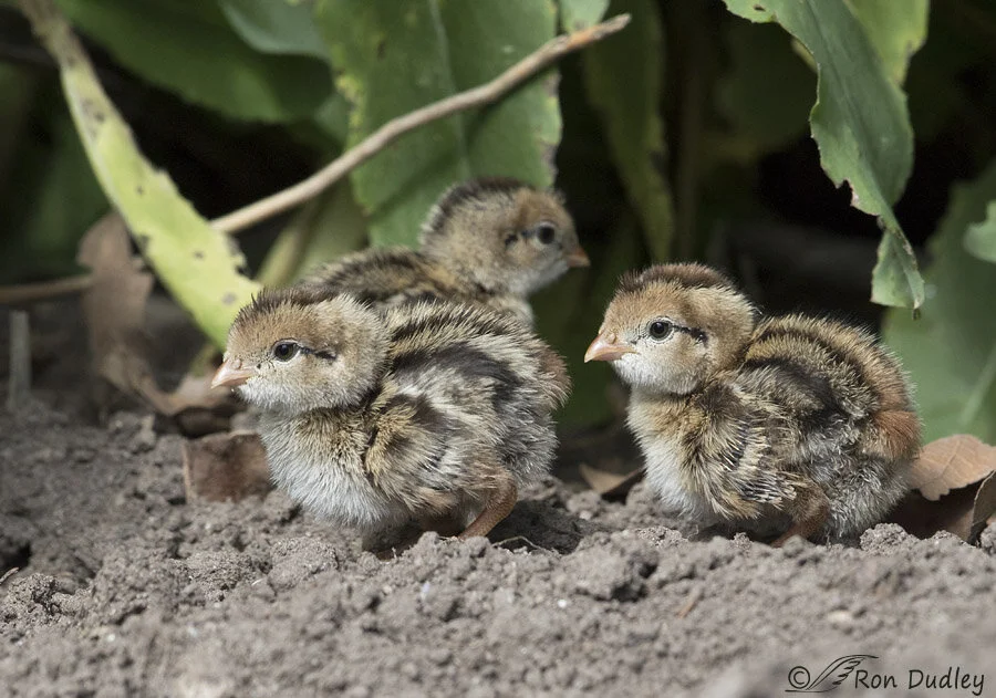 Poultry Quiz Answers — Indiana State Poultry Association