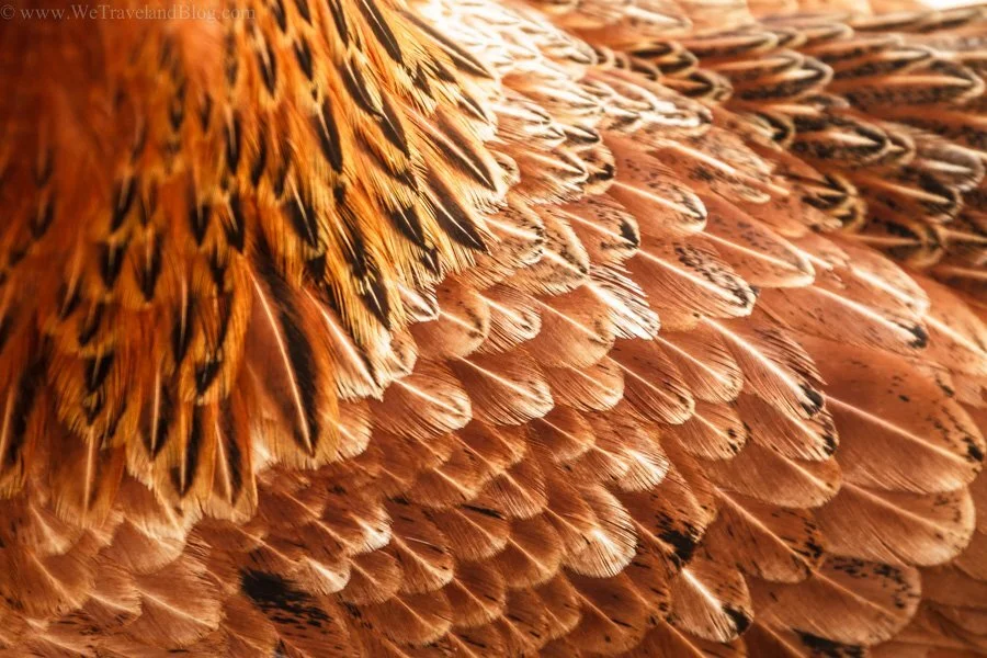 POULTRY ORGANIZATIONS — Indiana State Poultry Association