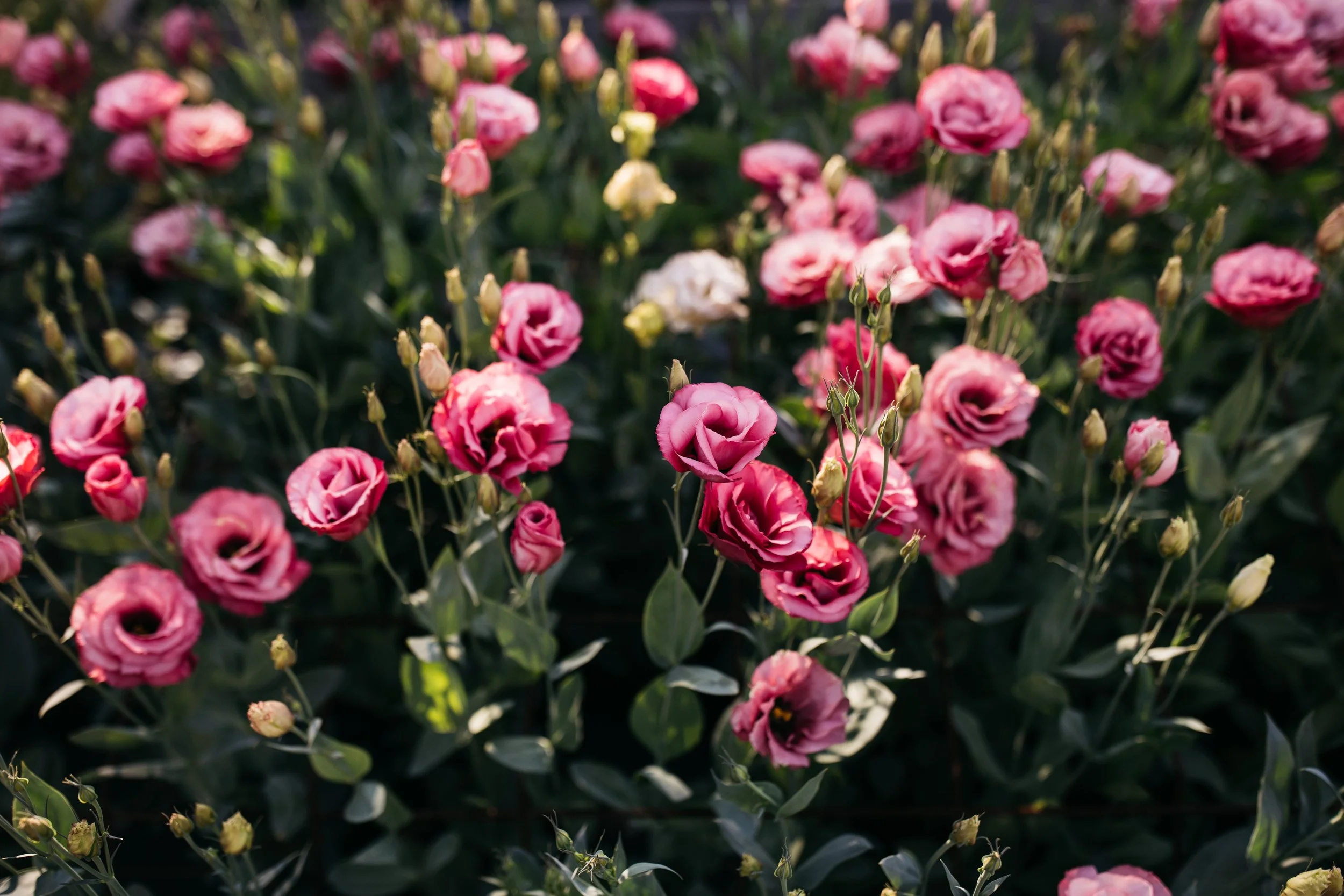 Philadelphia Botanicals | Terra Luna Herbals