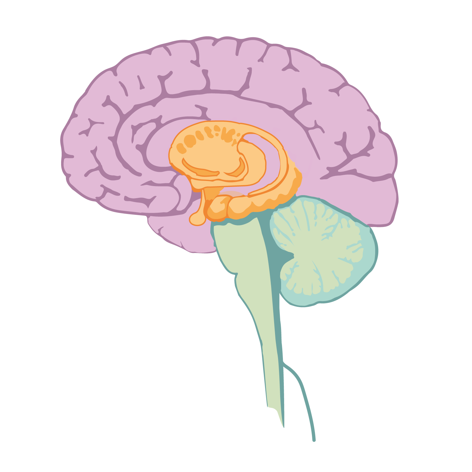 3 Part Brain Model Handout - Ann Swanson