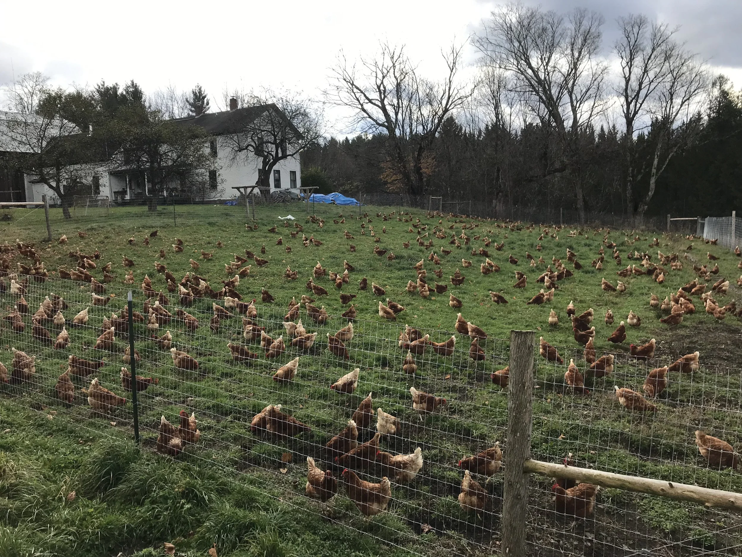 BDF Stewing Hens — Black Dirt Farm